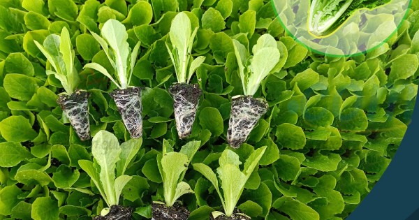 Paris Island Marul Fidesi